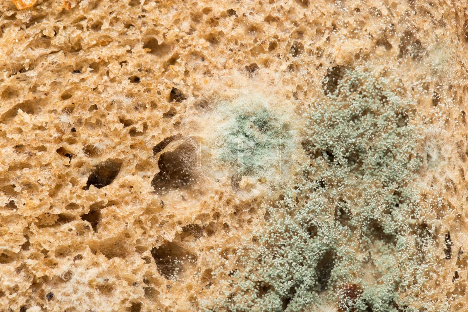 mold on bread. macro | Stock image | Colourbox