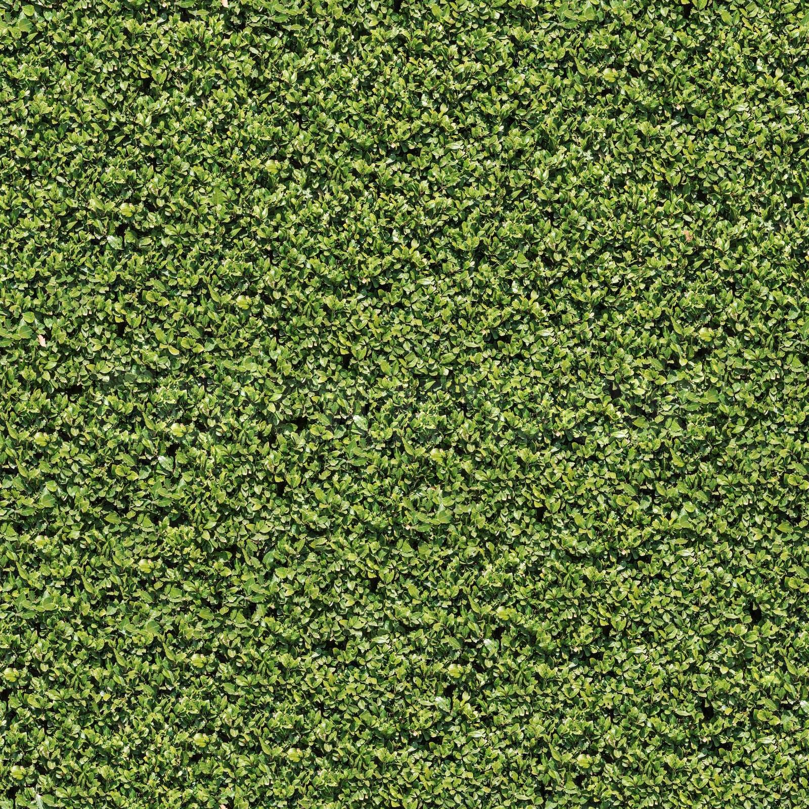 Laurel Bush. Seamless Tileable Texture. | Stock image | Colourbox