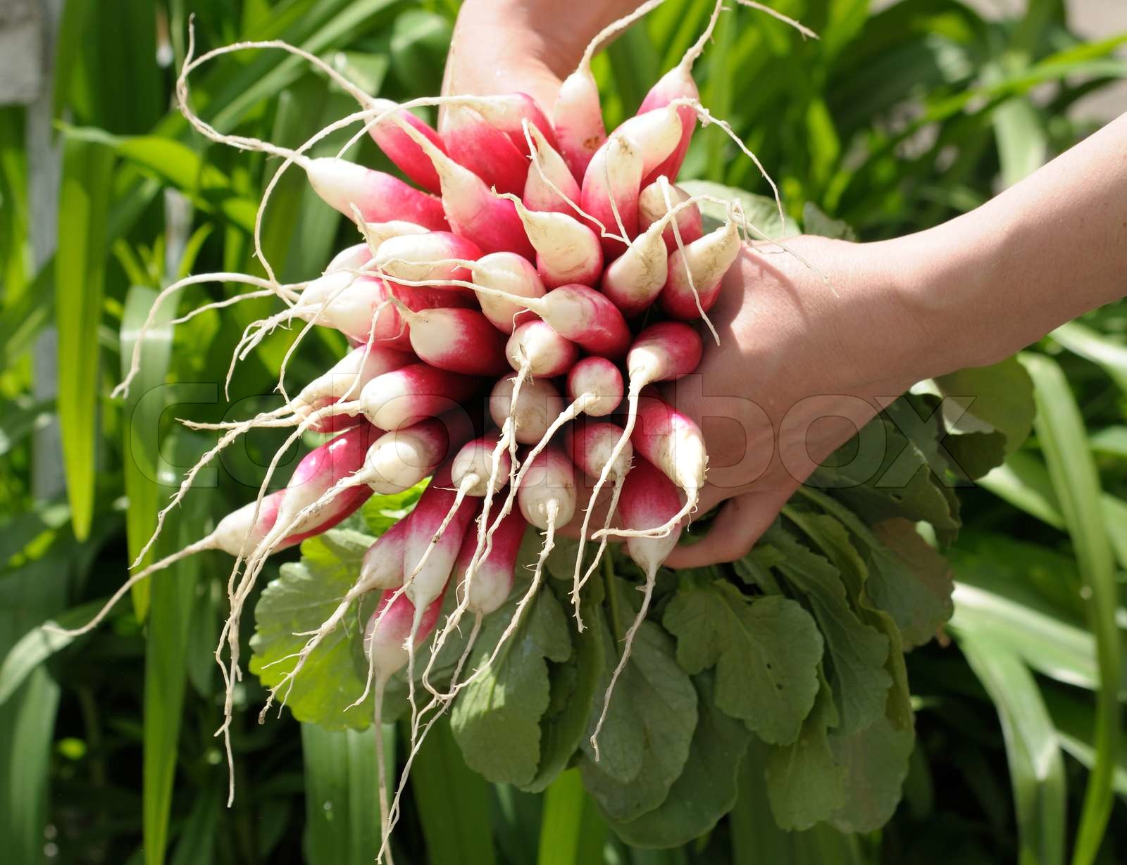 holding bunch of radish | Stock image | Colourbox