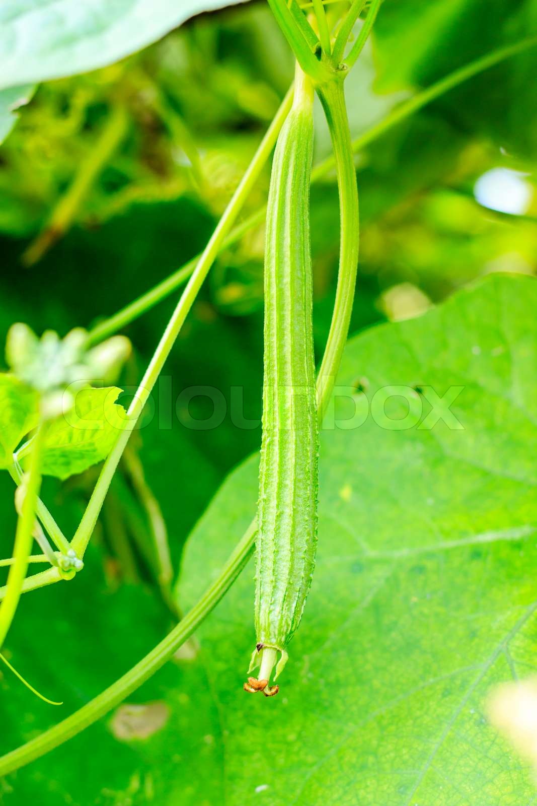 Luffa acutangula | Stock image | Colourbox