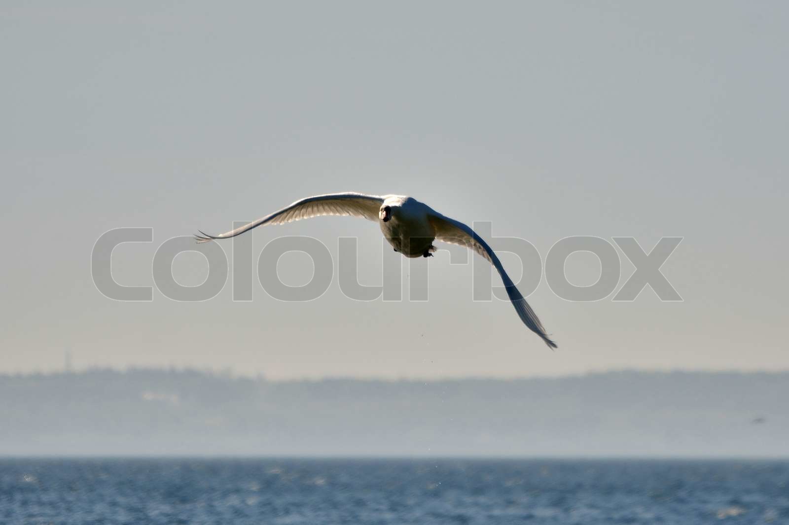 Enlig svane flyver | Stock foto | Colourbox