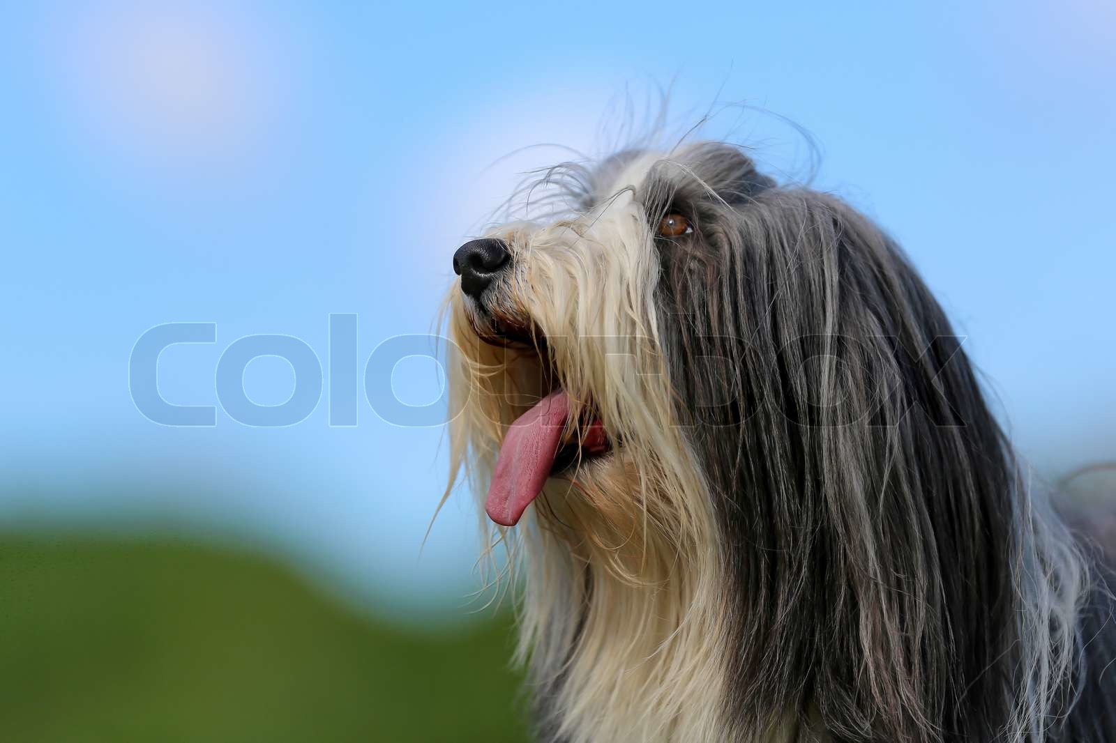 Bearded border collie | Stock image | Colourbox