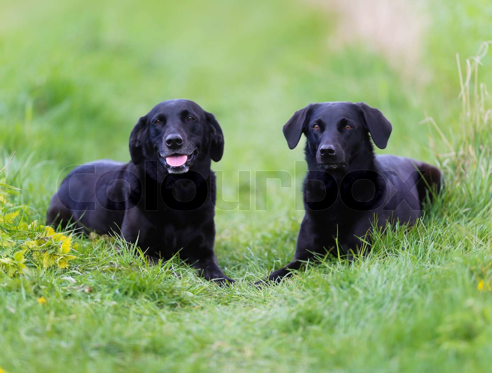 Black labradors | Stock image | Colourbox