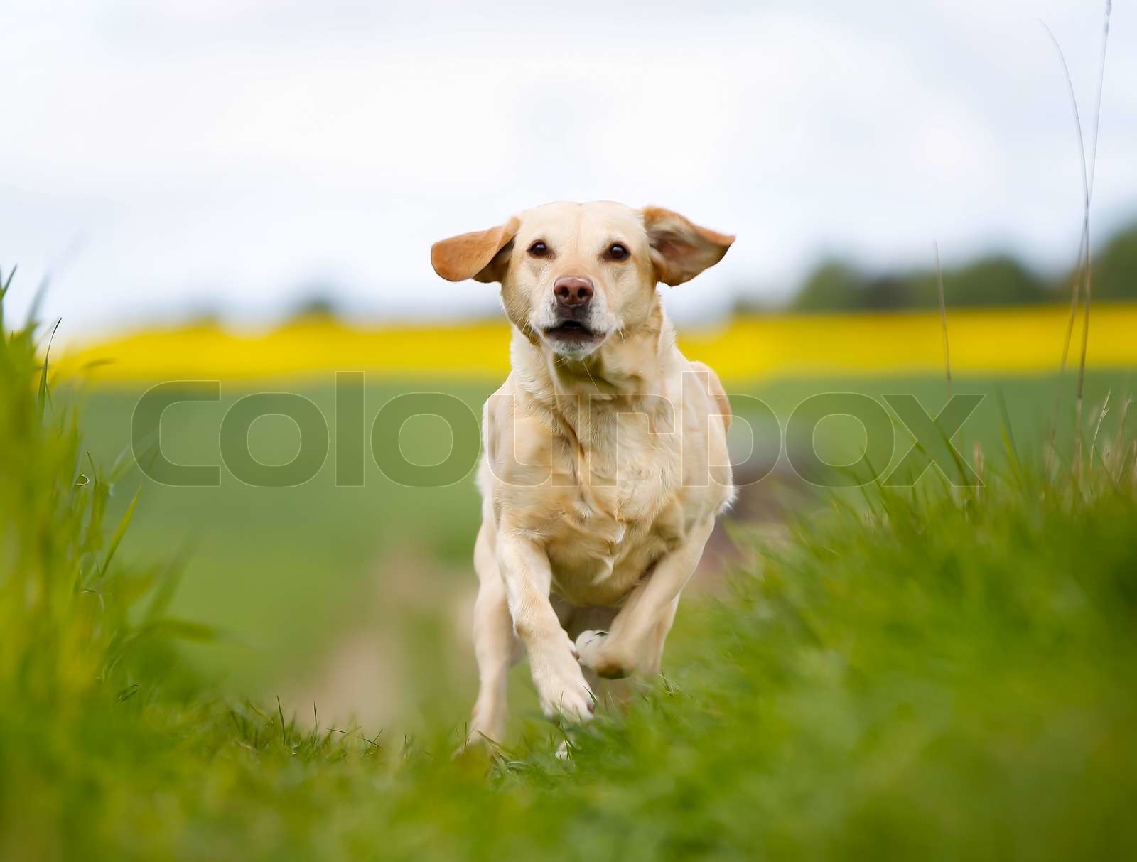 Running yellow labrador | Stock image | Colourbox