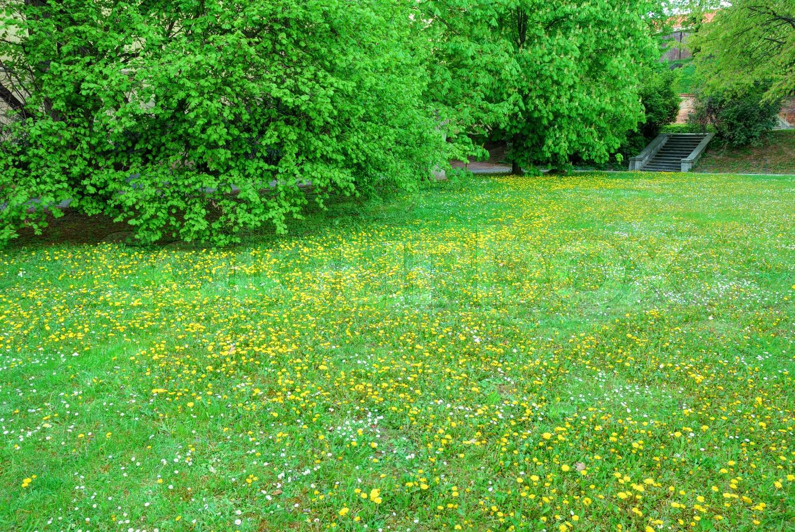 bunte Wiese mit Blumen und grünen Bäumen im Frühjahr | Stock Bild ...