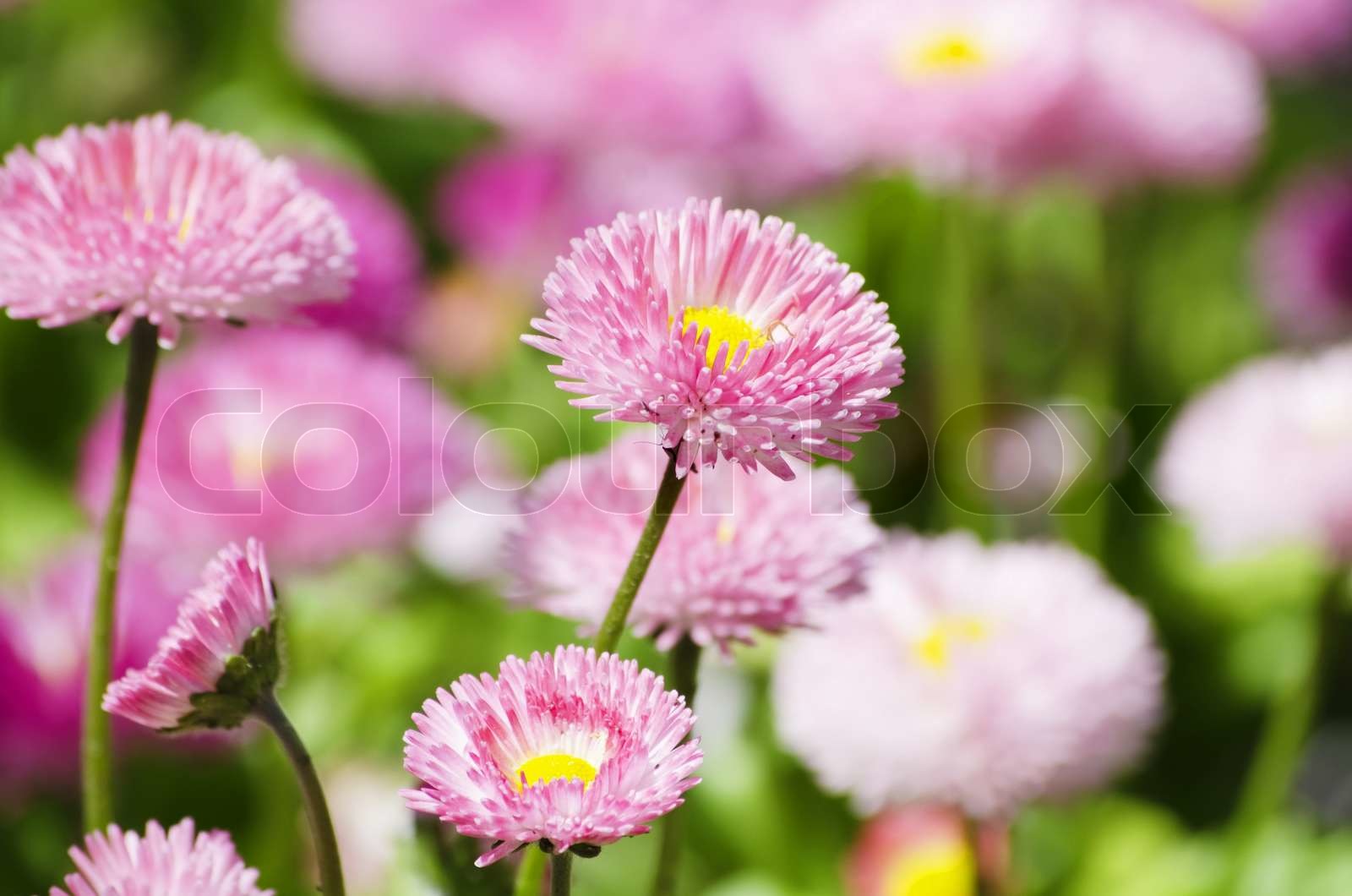Spring or Summer Flower | Stock image | Colourbox