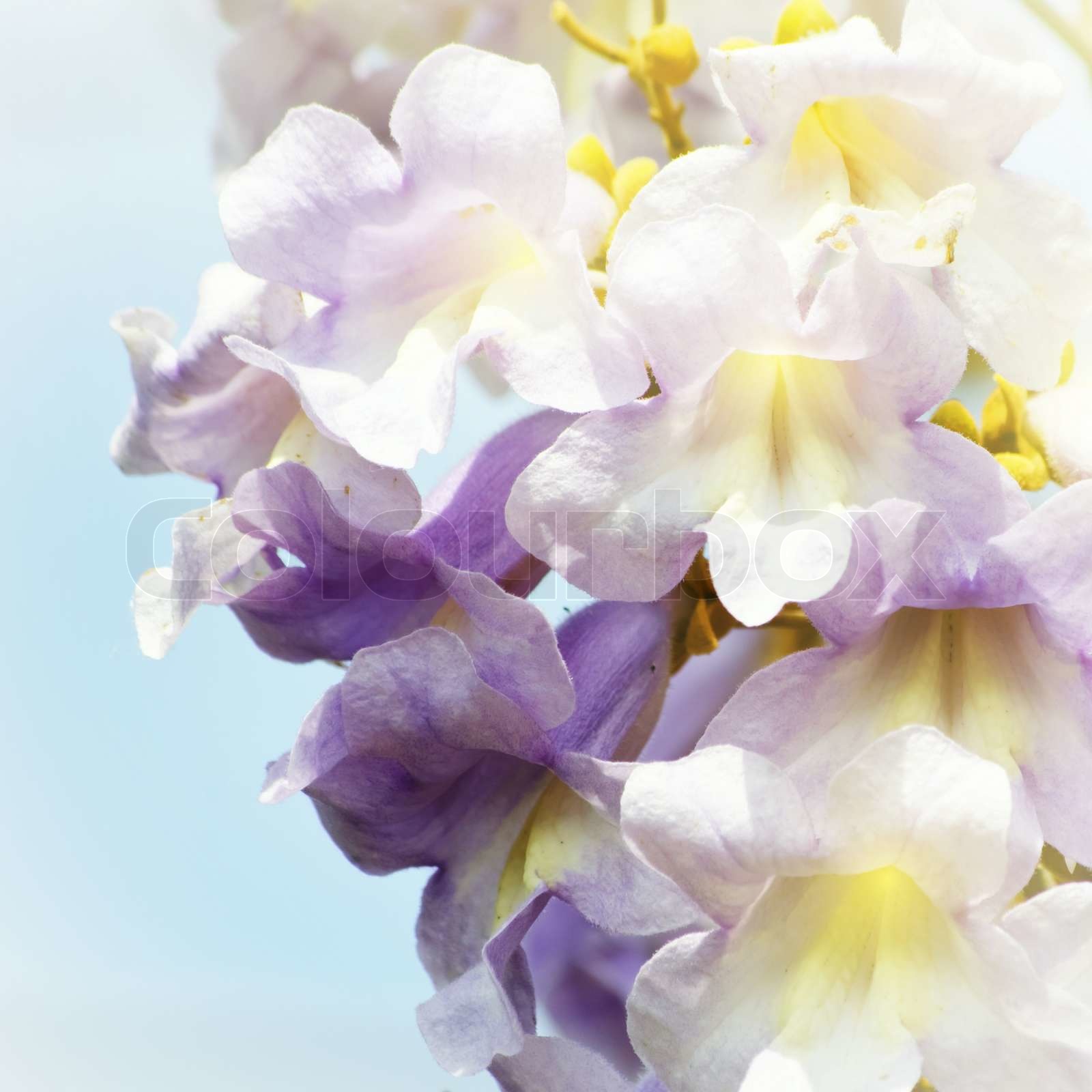 Paulownia Flower | Stock image | Colourbox