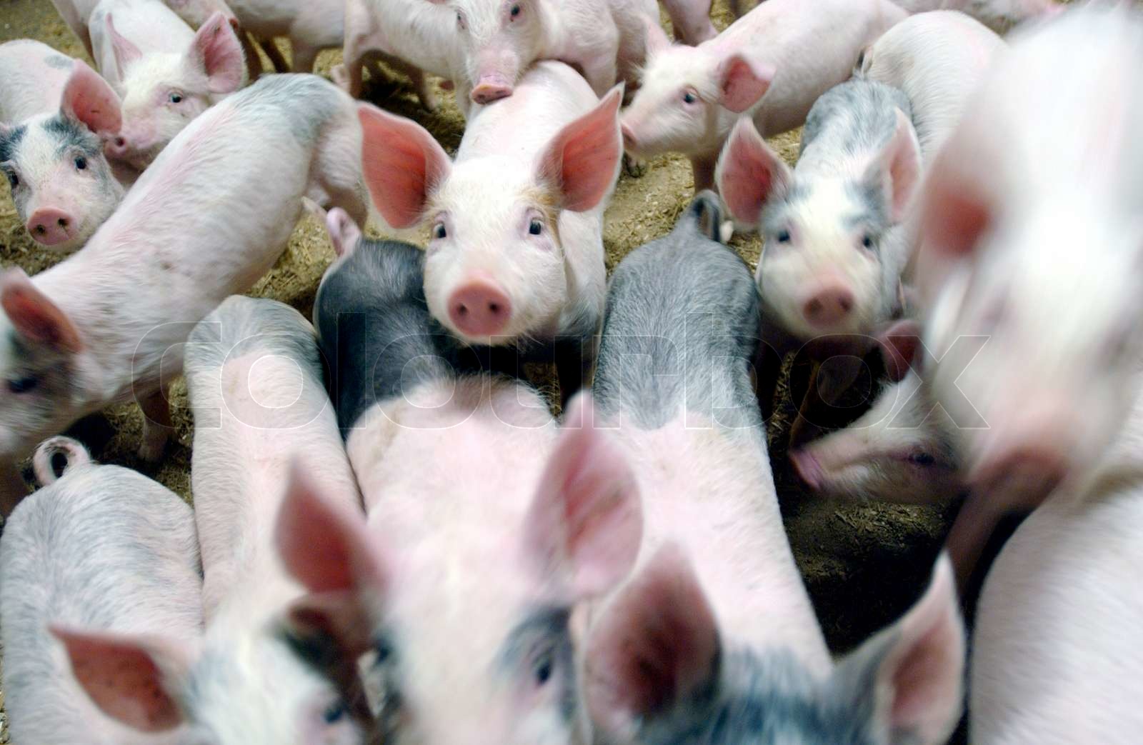piglets, farming, piglet | Stock image | Colourbox