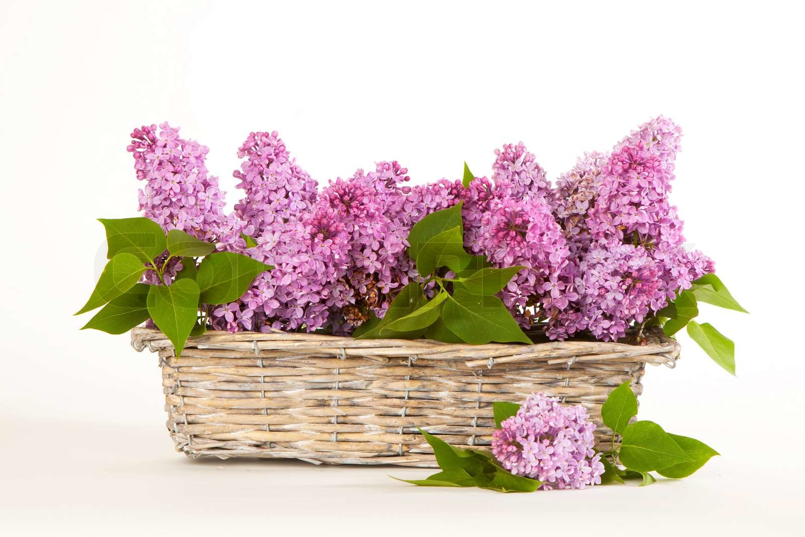 Flieder | Stock Bild | Colourbox