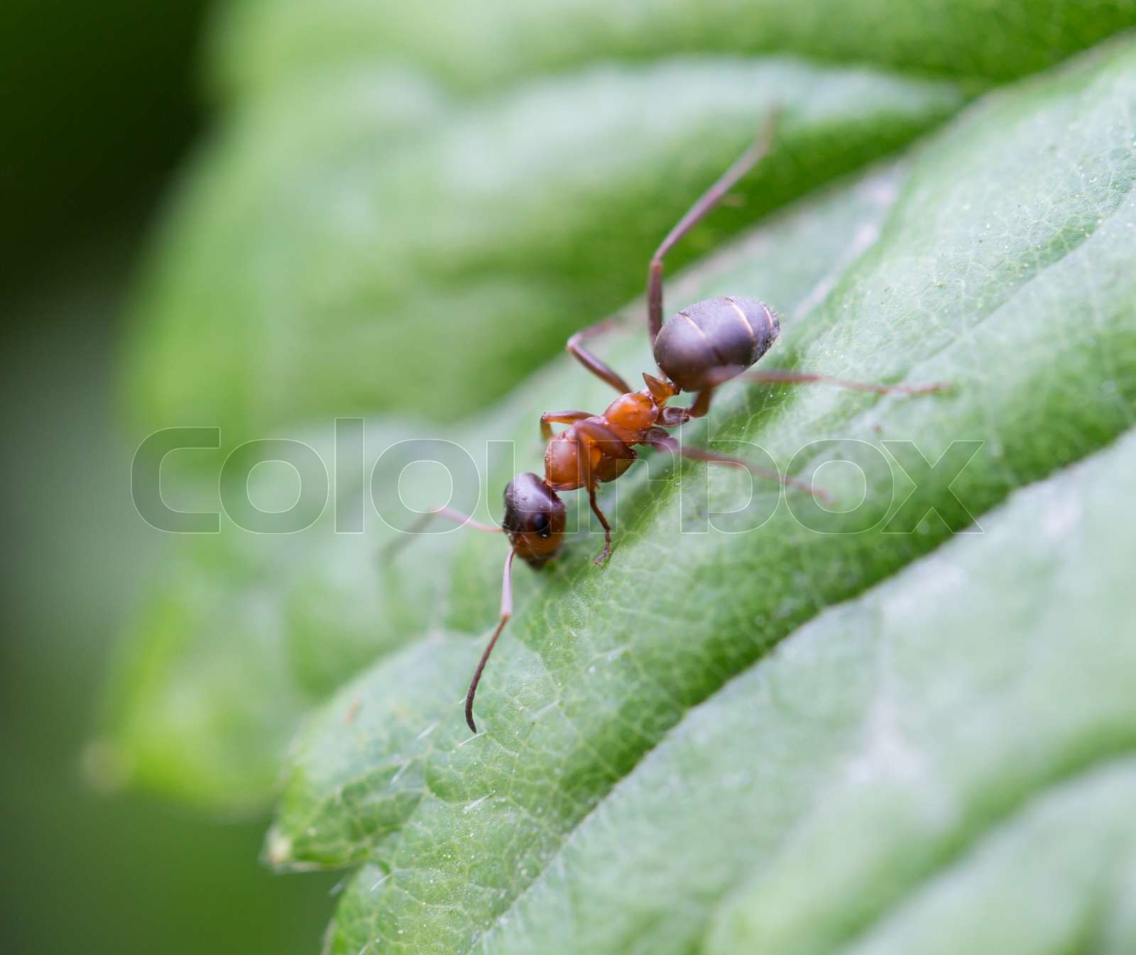 Bullet ant in the Jungle of amazonas river | Stock image | Colourbox