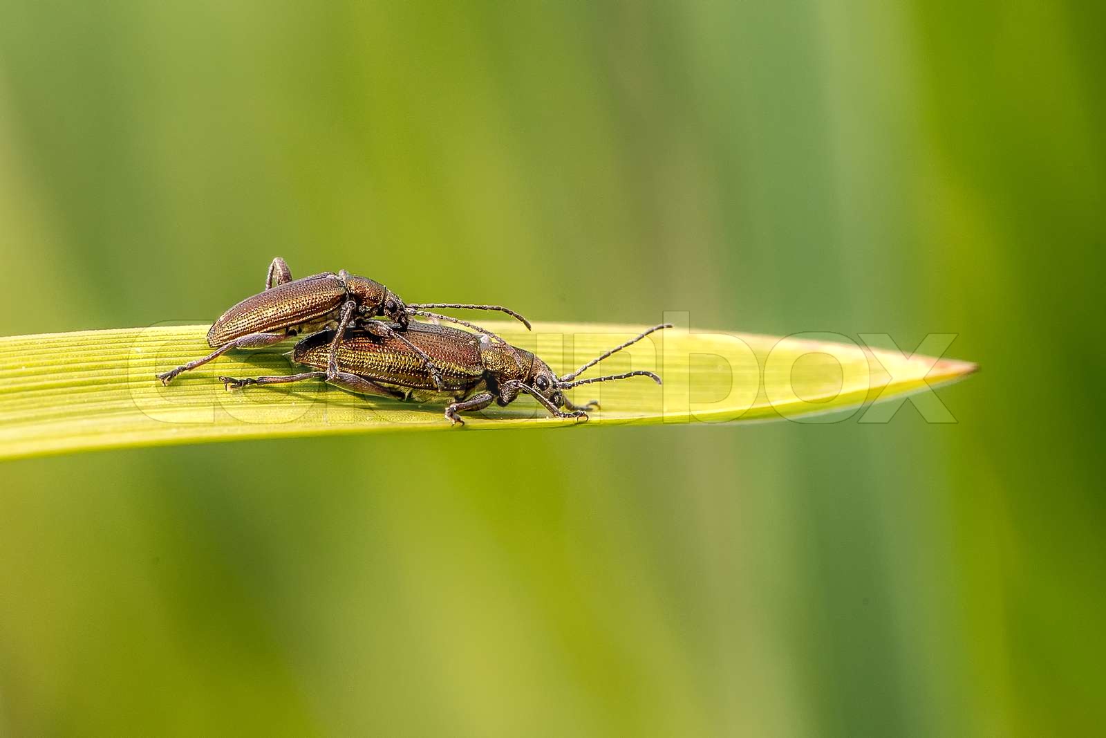 insekt | Stock foto | Colourbox