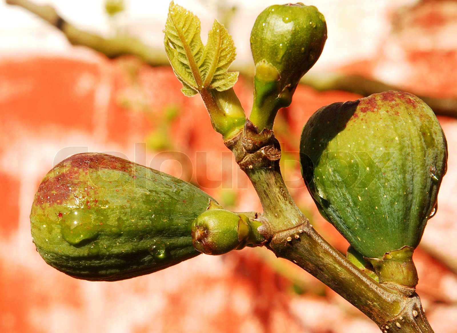 Unripened Figs Still on the Tress | Stock image | Colourbox