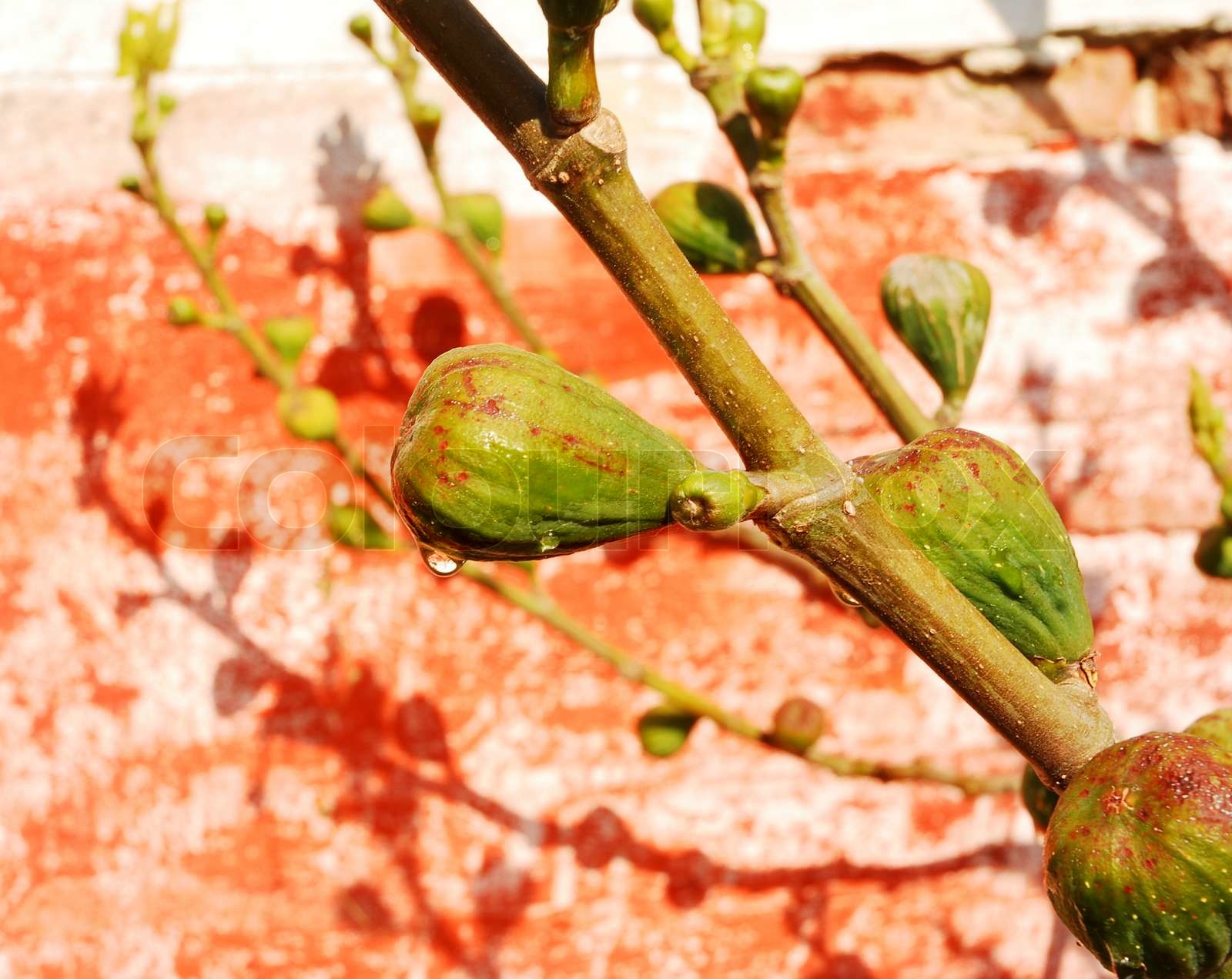 Unripened Figs Still on the Tress | Stock image | Colourbox