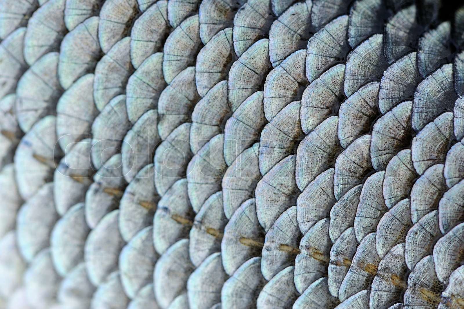 echte Roach Fischschuppe Makro Textur | Stock Bild | Colourbox