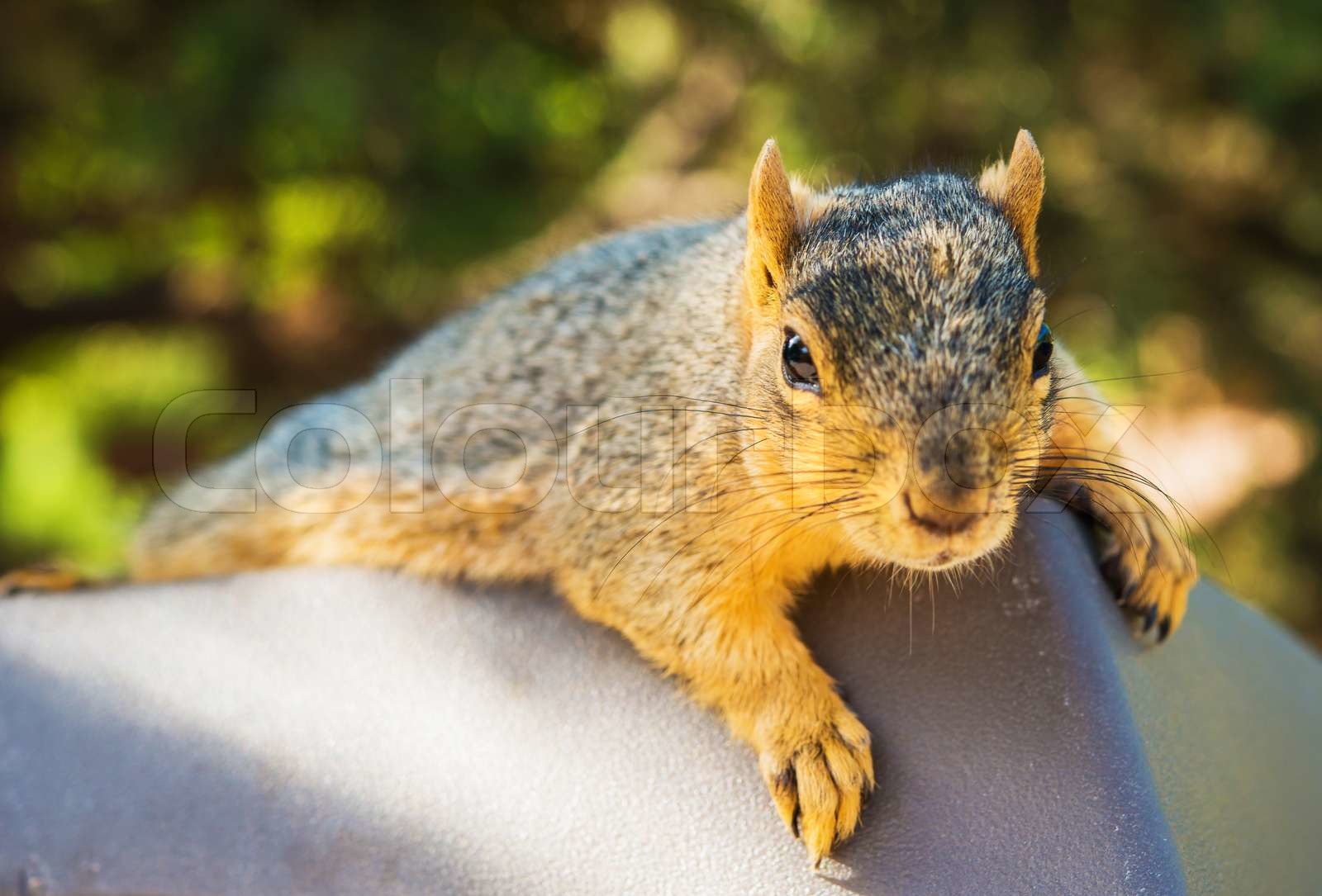 Lazy Squirrel | Stock image | Colourbox