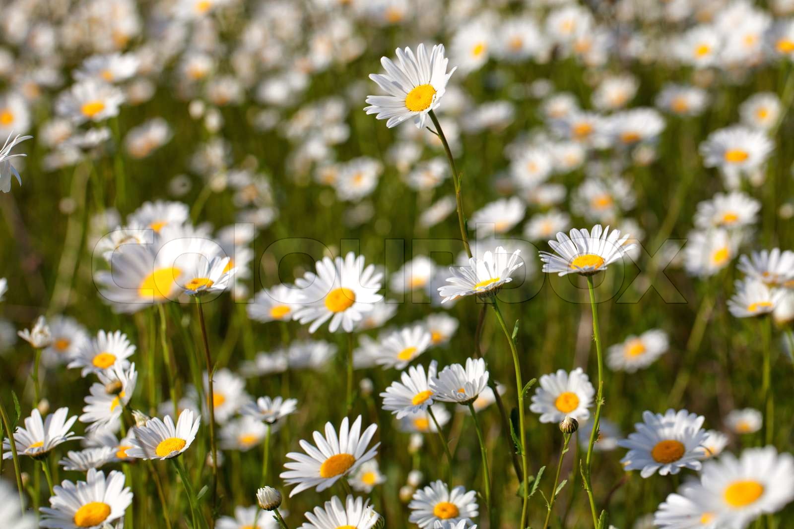 Camomile meadow | Stock image | Colourbox