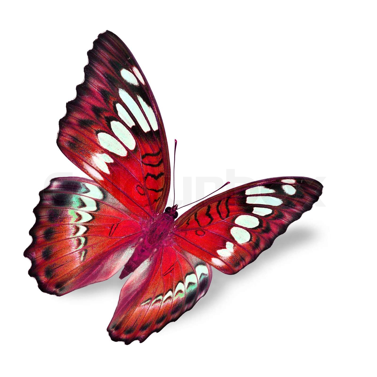 red butterfly | Stock image | Colourbox