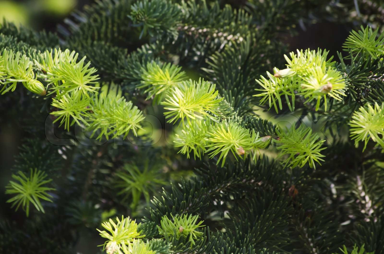 Pine Tree Background | Stock image | Colourbox