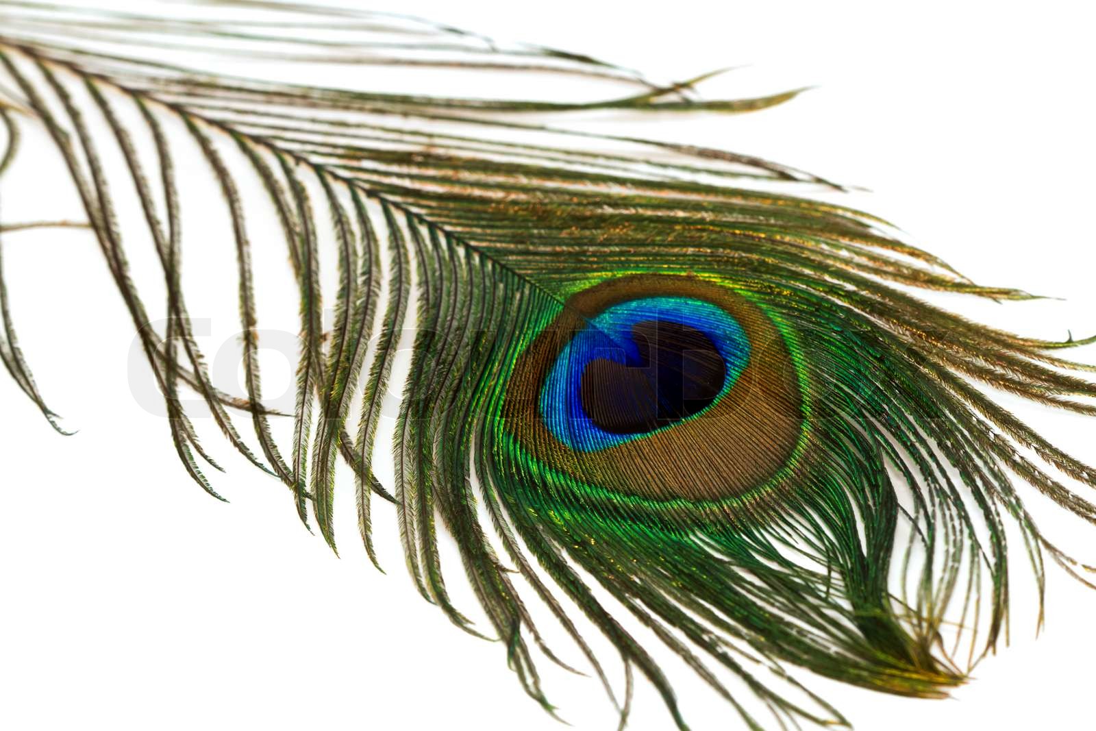 Beautiful peacock feather | Stock image | Colourbox