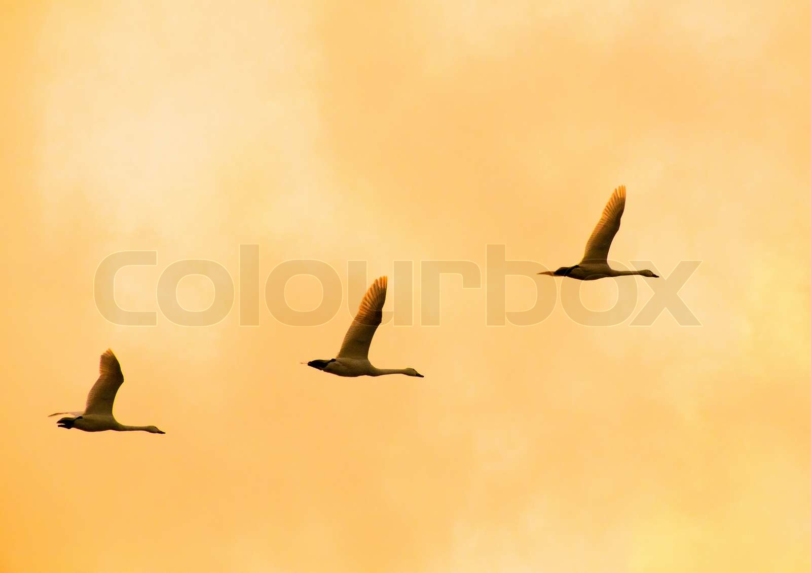 flyvende, svane, gruppe | Stock foto | Colourbox