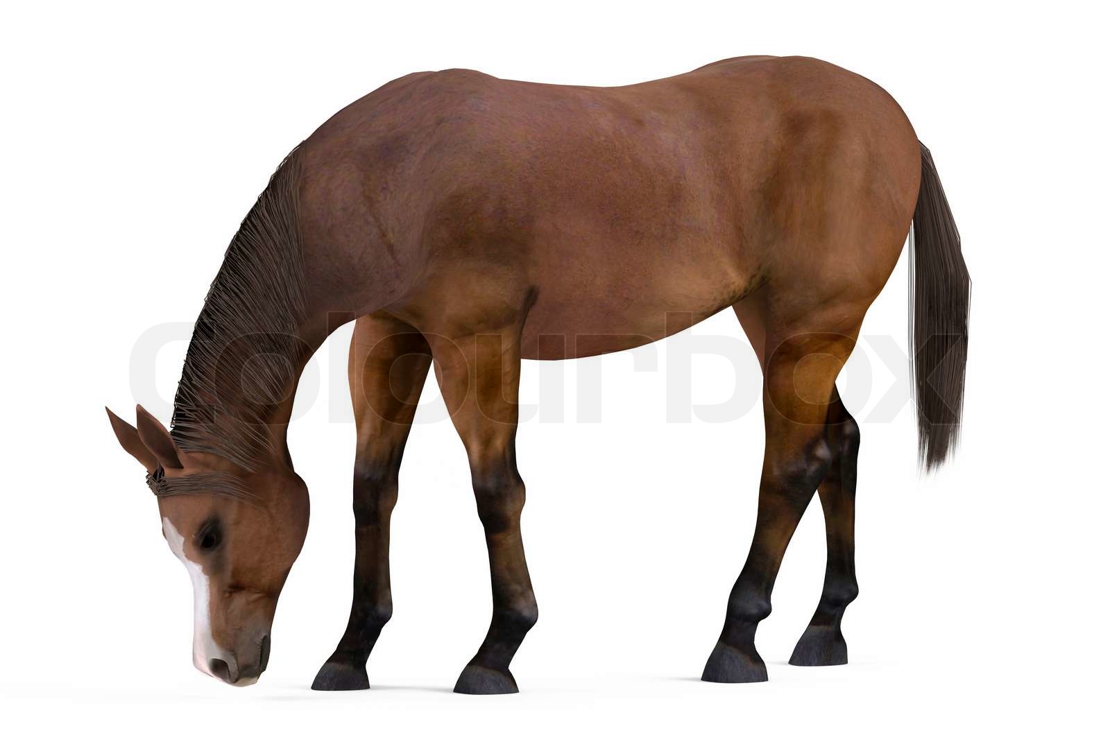 Horse isolated | Stock image | Colourbox