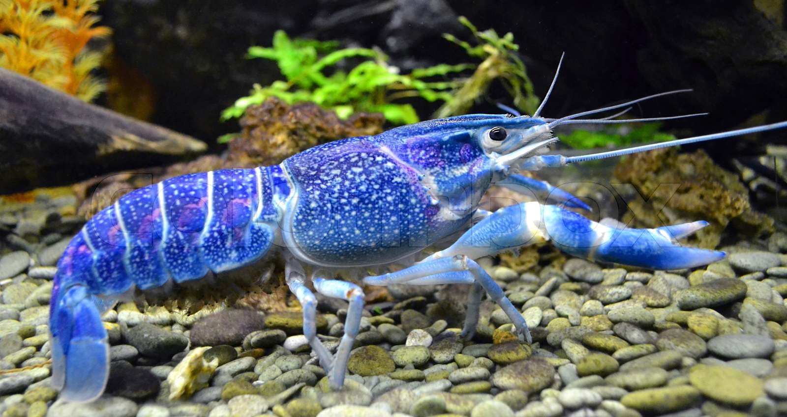 Aquarium marine Blau Tier Krebs | Stock Bild | Colourbox