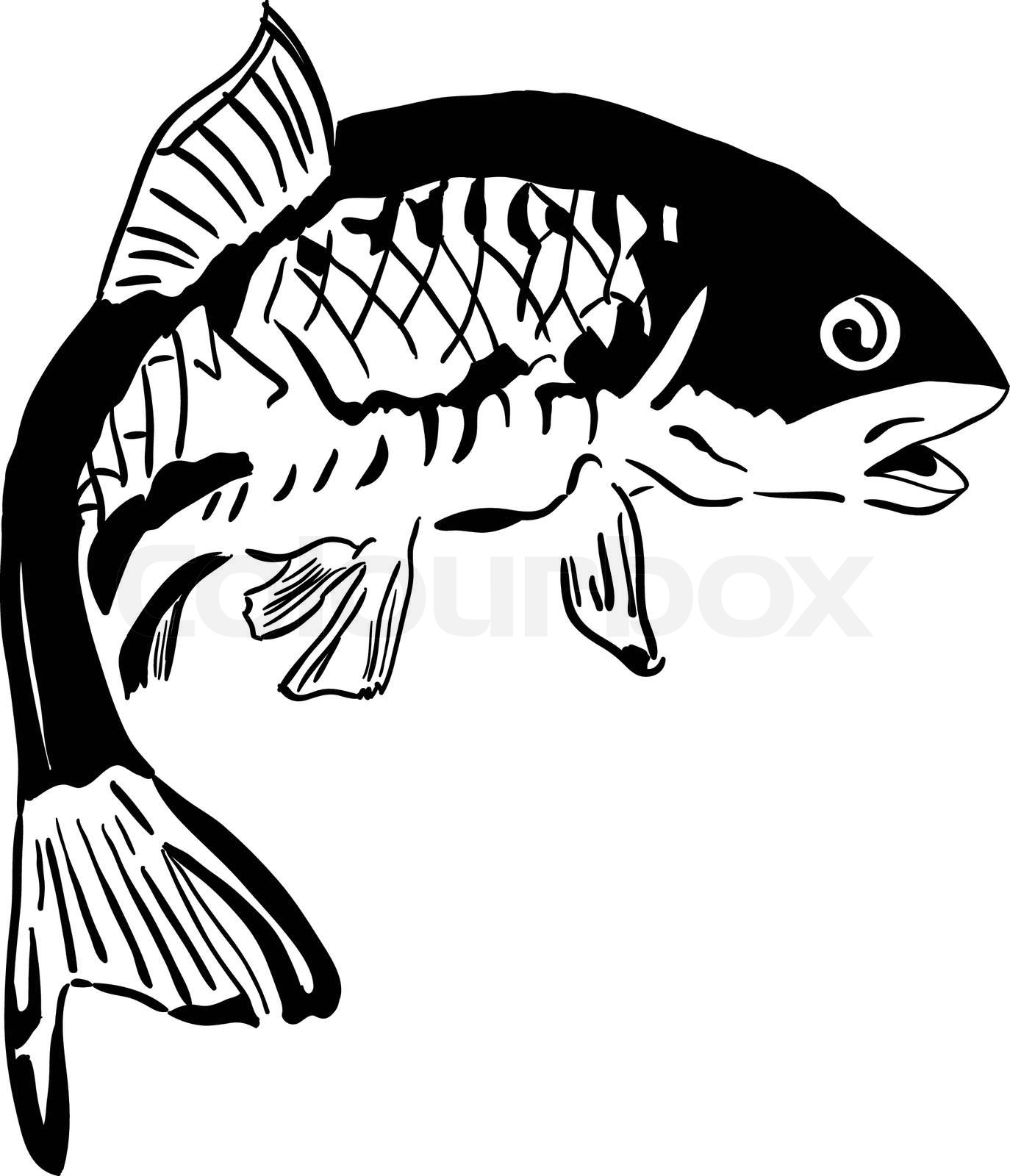 Common carp | Stock vector | Colourbox