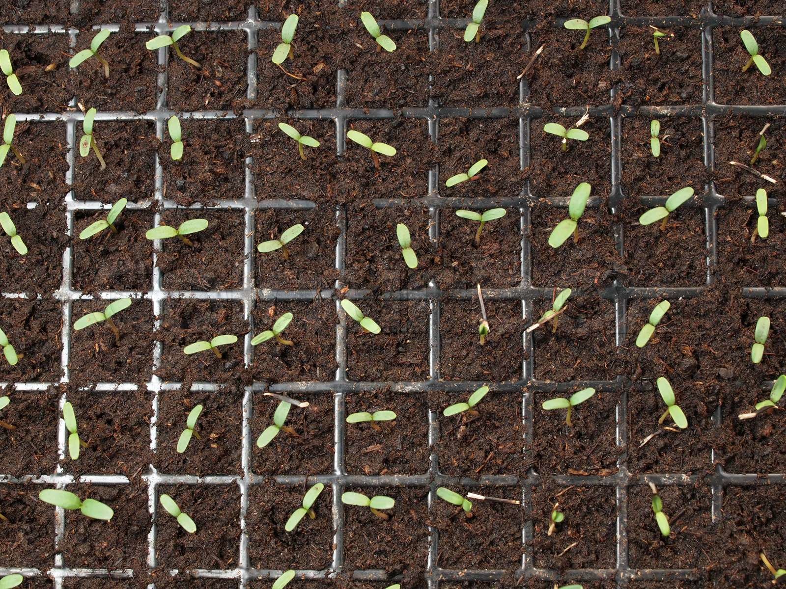 Marigold Seedlings