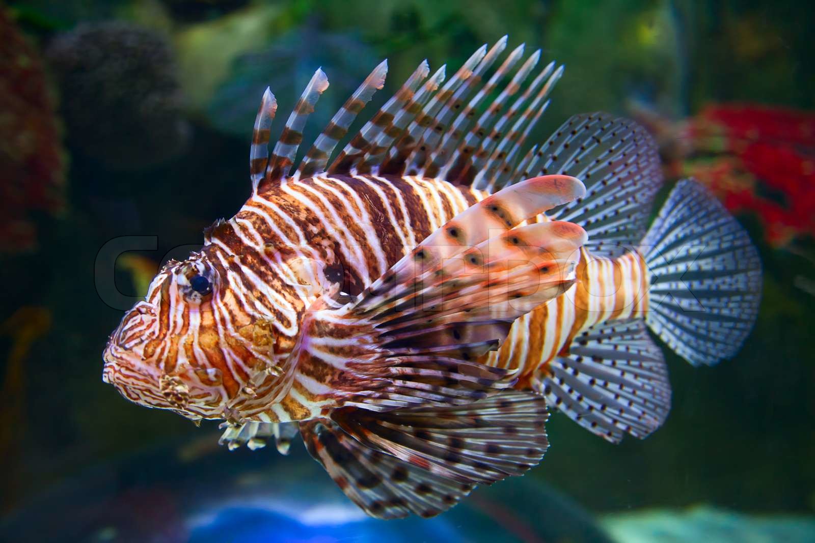 Lion fish | Stock image | Colourbox