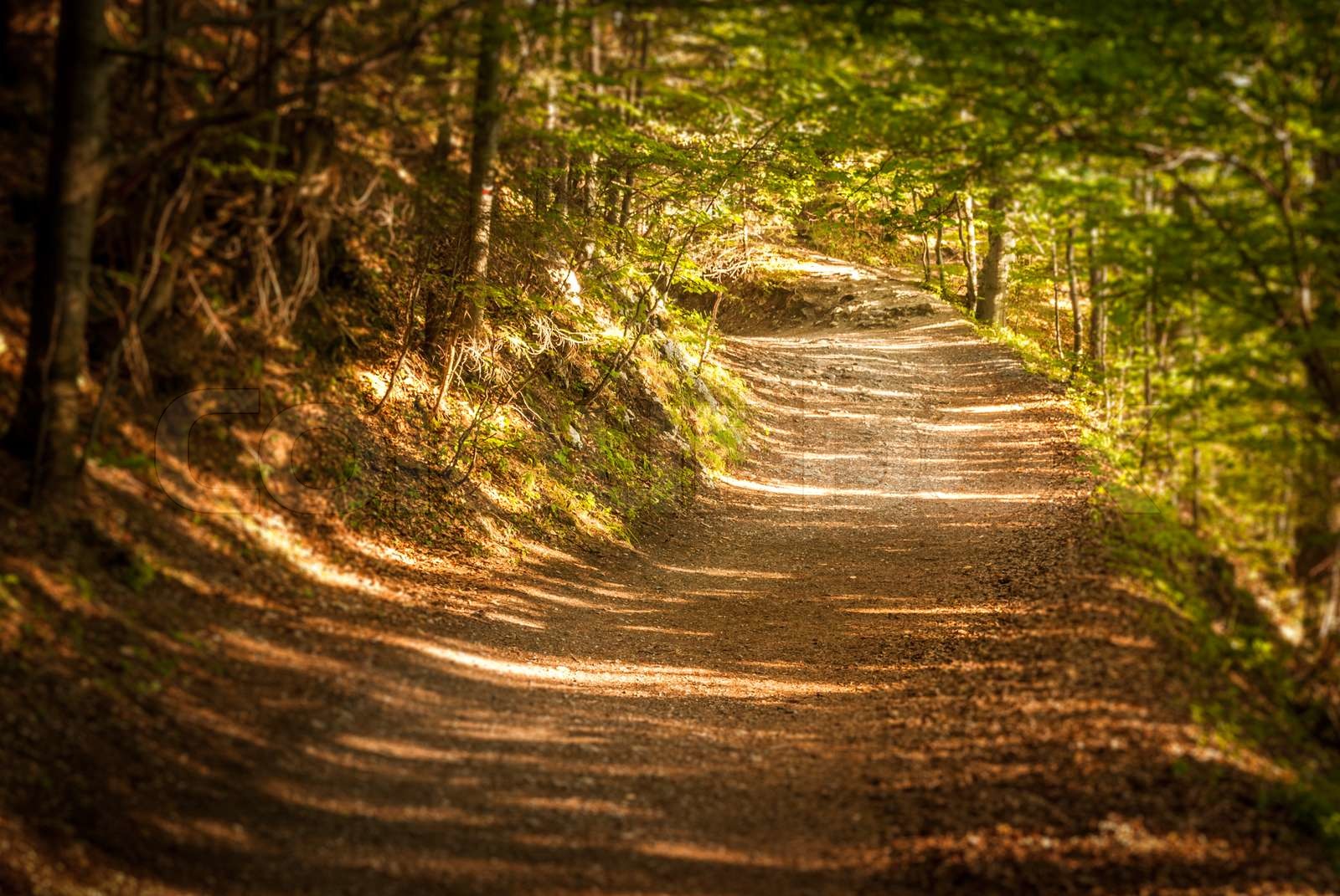 Weg im Wald | Stock Bild | Colourbox