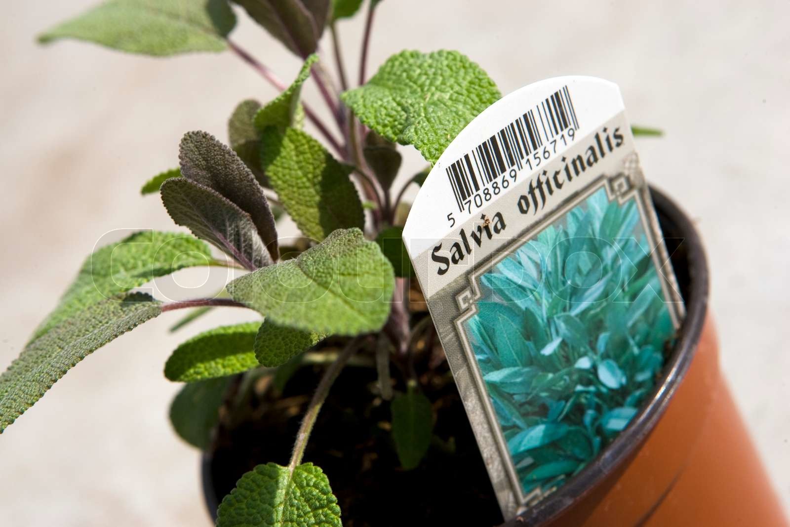 Sage plant on a pot | Stock image | Colourbox