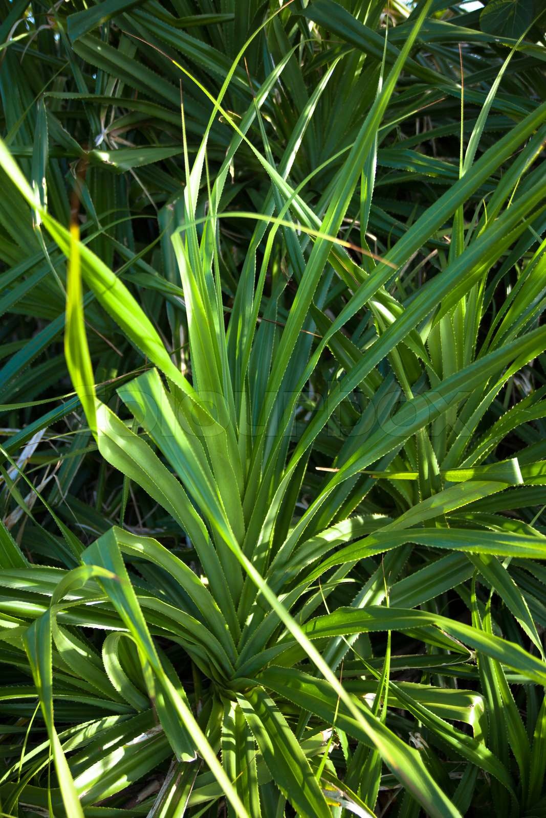 Leaves of Adan, Pandanus tectorius | Stock image | Colourbox