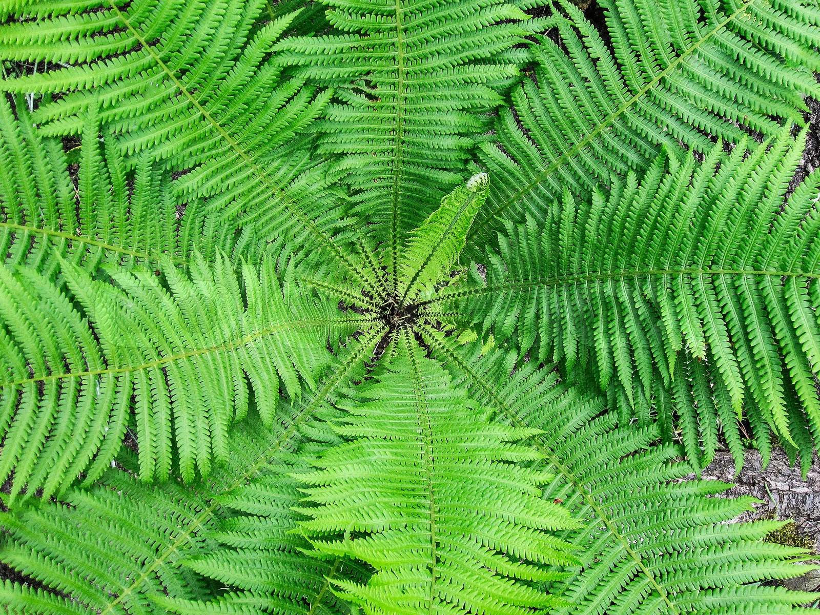 Fern | Stock image | Colourbox