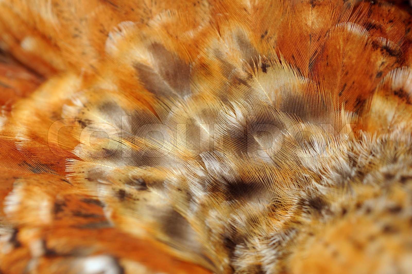 fleckige Huhn Federn Nahaufnahme | Stock Bild | Colourbox