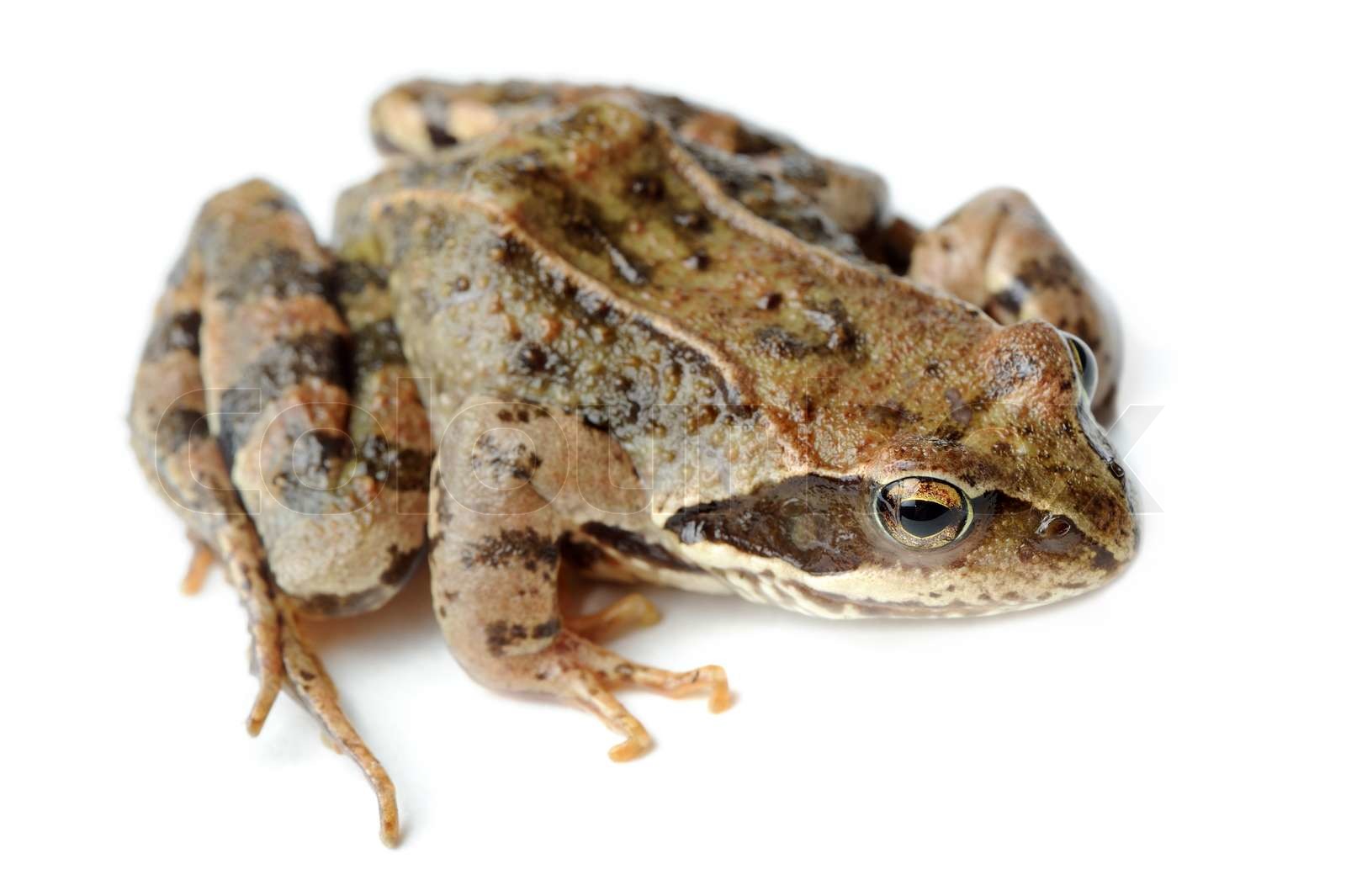 Brown Frog Isolated on White Background | Stock image | Colourbox