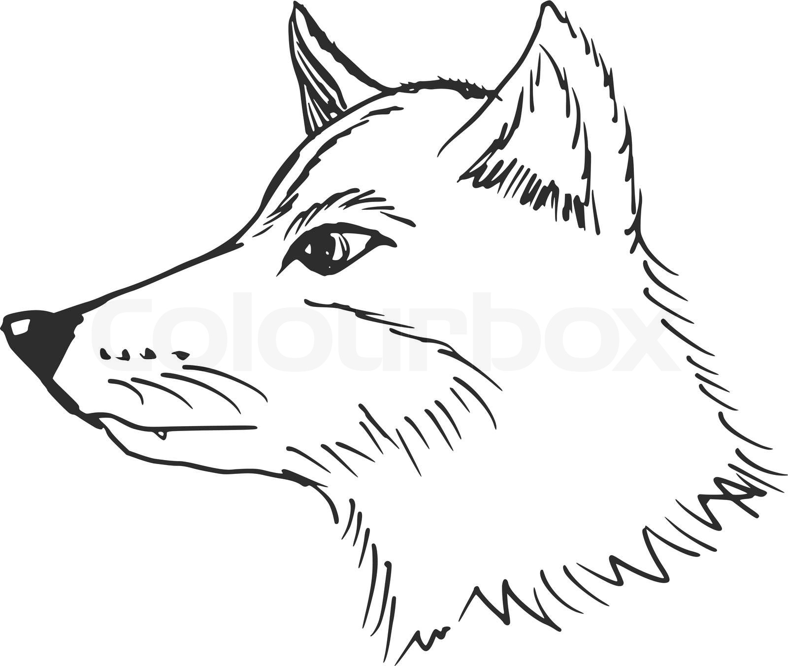 head of wolf | Stock vector | Colourbox