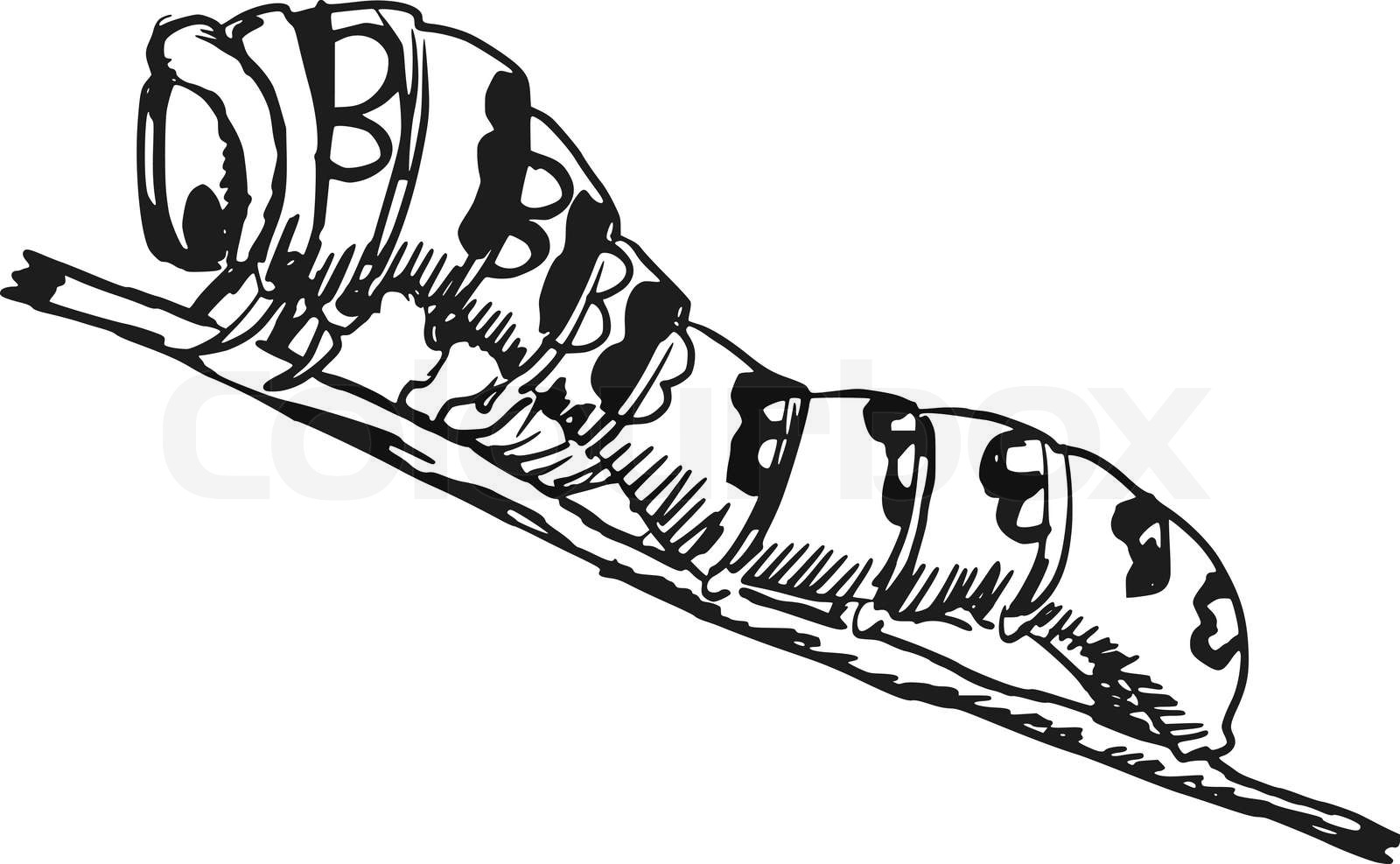 Raupe | Stock-Vektor | Colourbox