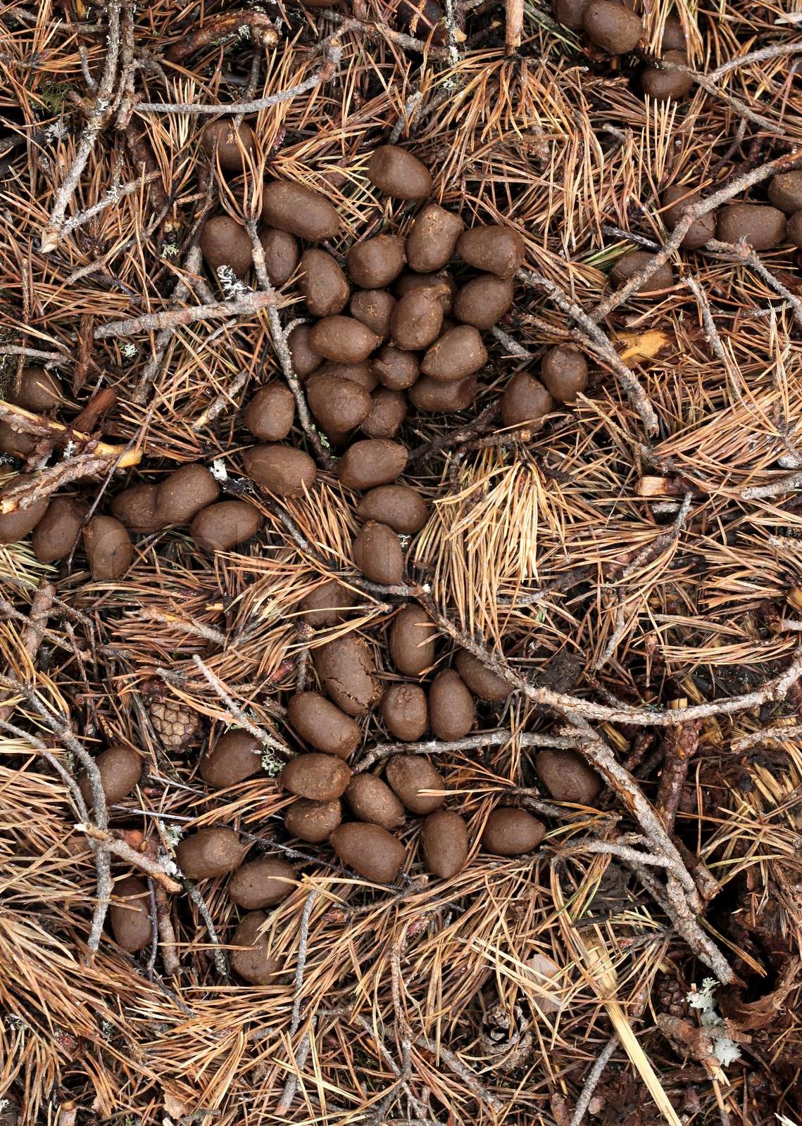 Moose poop in forest litter | Stock image | Colourbox