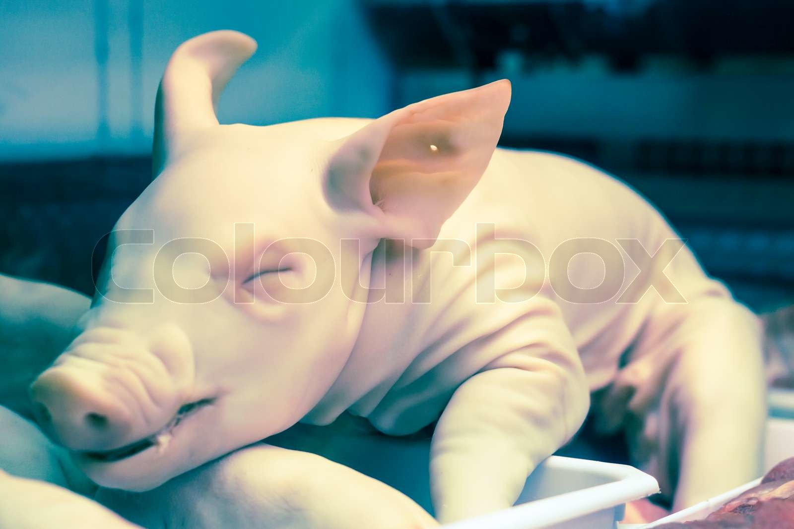 Whole raw pig | Stock image | Colourbox