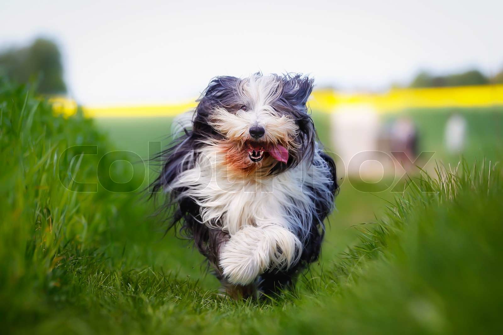 Running bearded border collie | Stock image | Colourbox