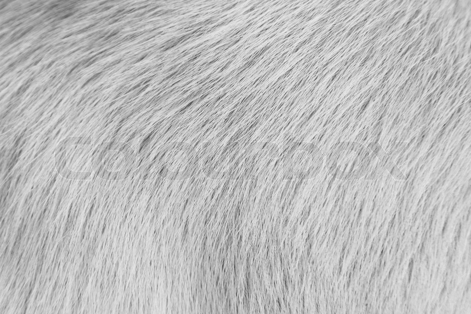 Dog Fur Stock Image Colourbox dog-fur-stock-image-colourbox
