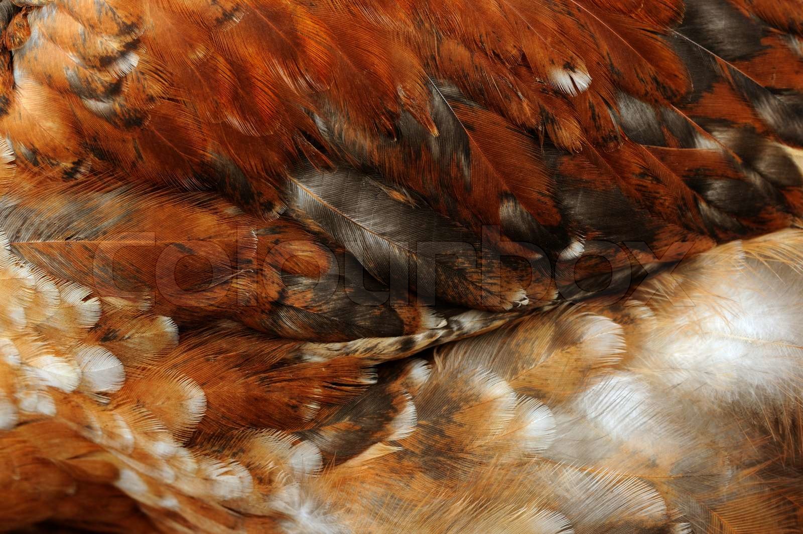 Huhn Federn Nahaufnahme | Stock Bild | Colourbox