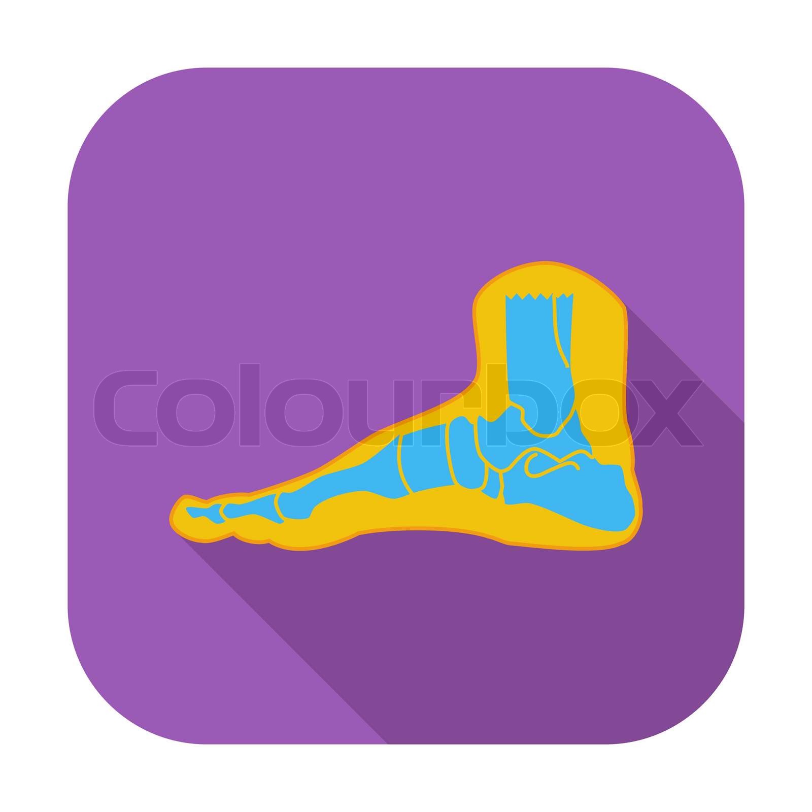 Foot anatomy icon. | Stock vector | Colourbox