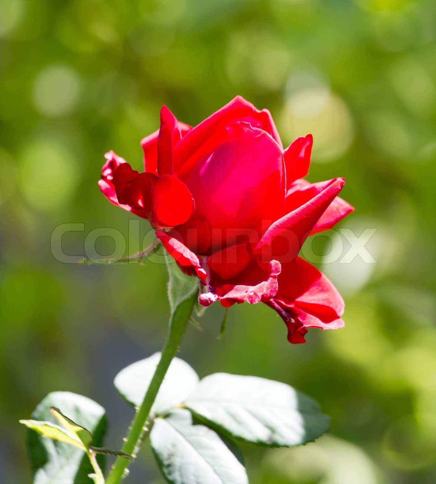 beautiful red rose in nature | Stock image | Colourbox