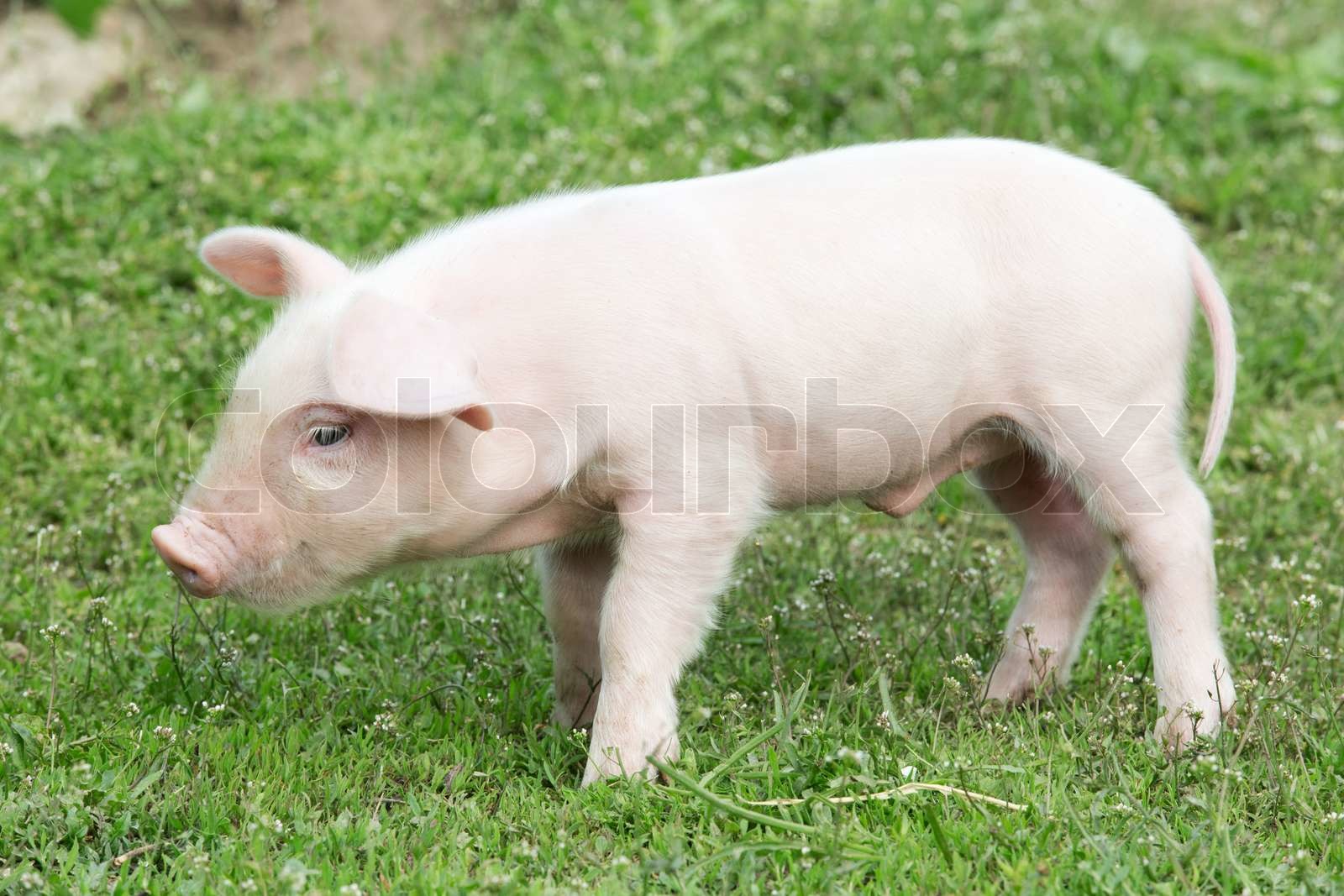 Schwein | Stock Bild | Colourbox