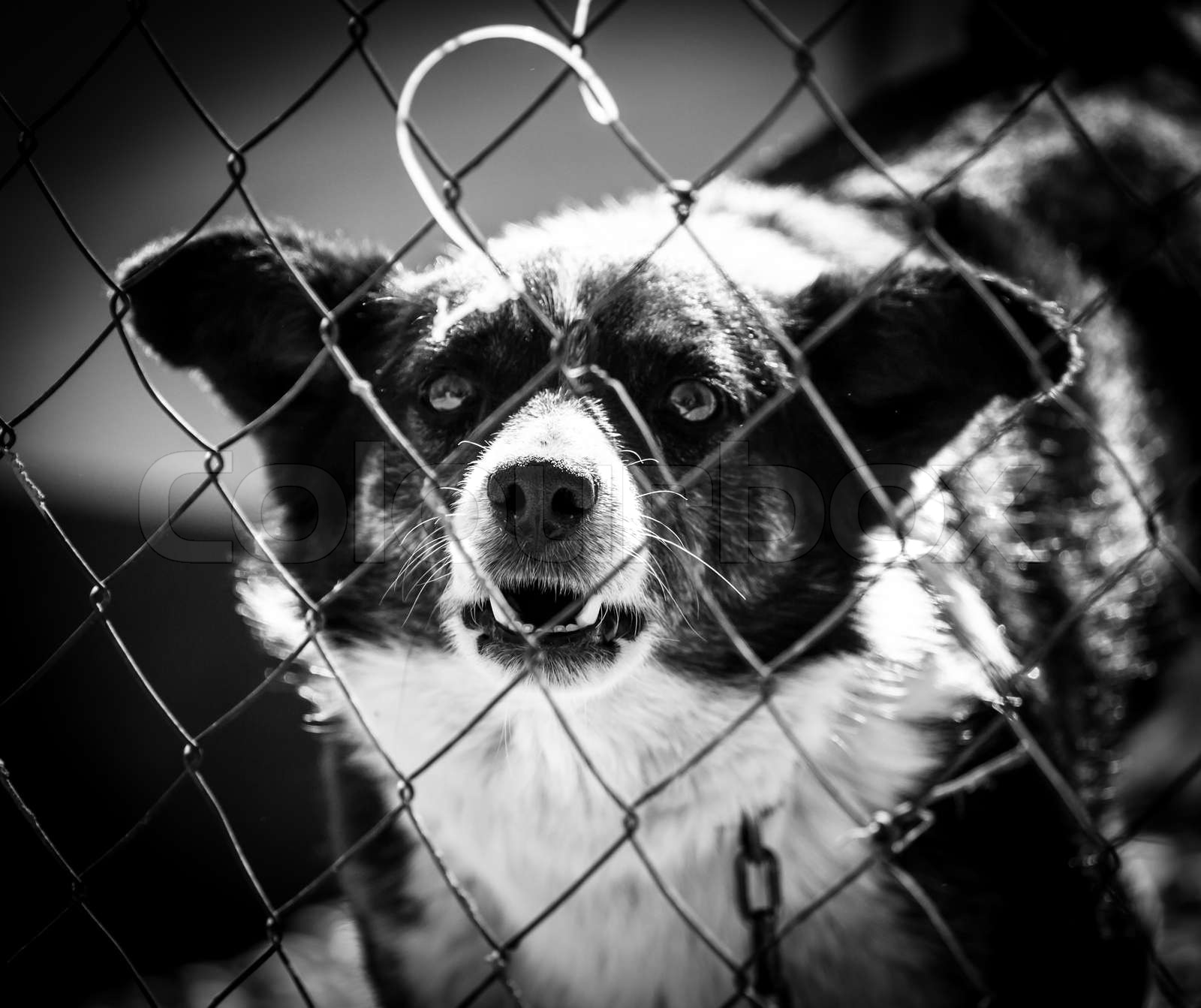 angry dog behind a fence | Stock image | Colourbox