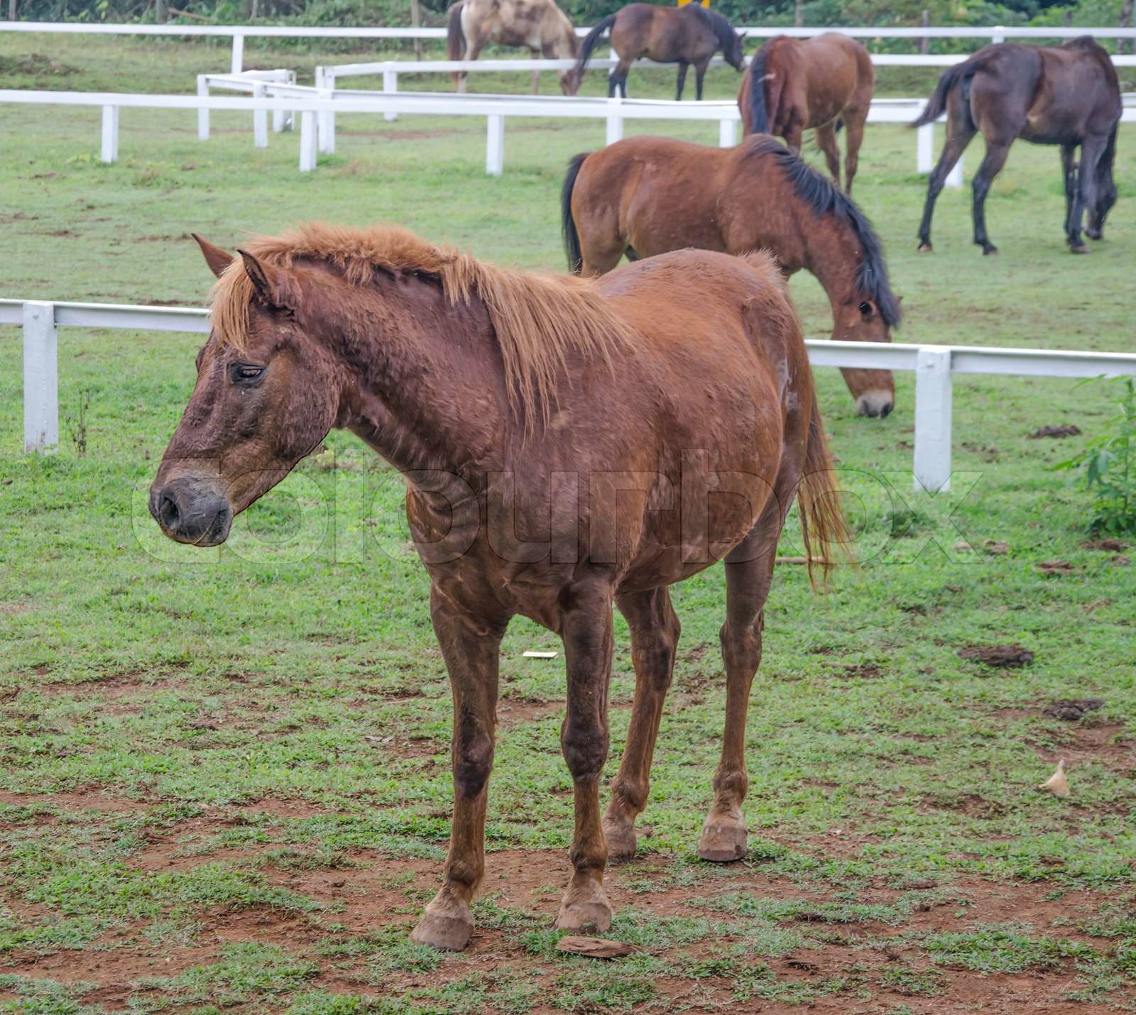 junges Pferd essen Gras in Hof | Stock Bild | Colourbox
