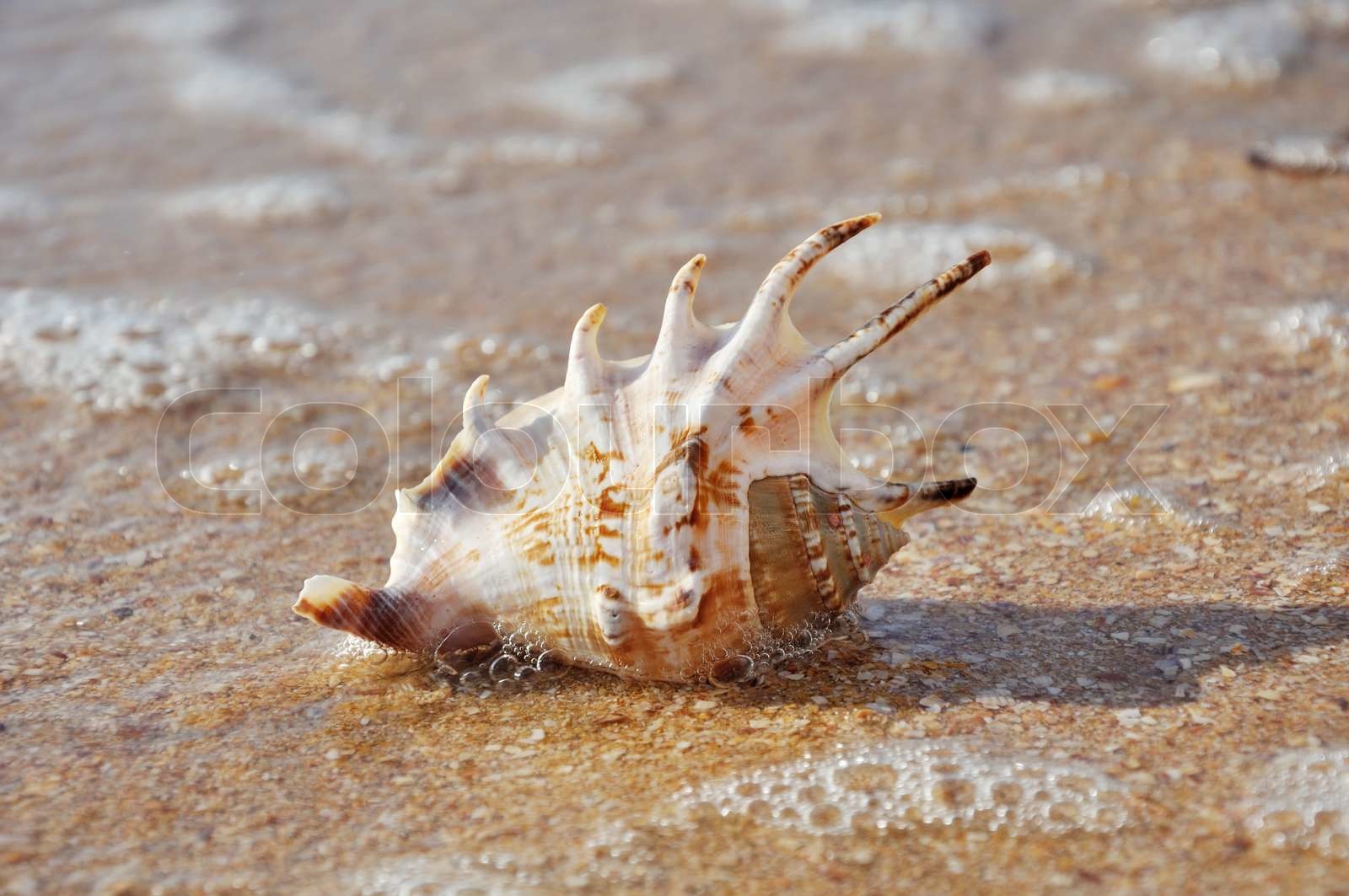 Exotic shell on the beach | Stock image | Colourbox