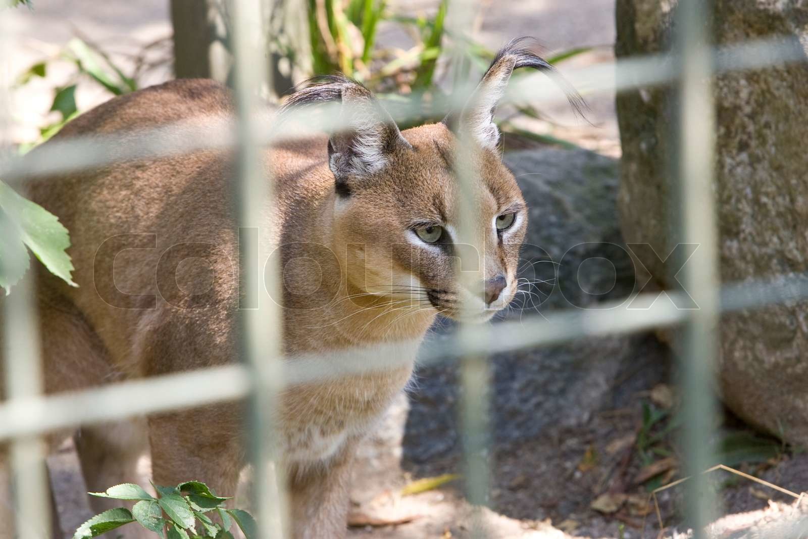 (Persian Lynx or African Lynx; caracal caracal) | Stock image | Colourbox
