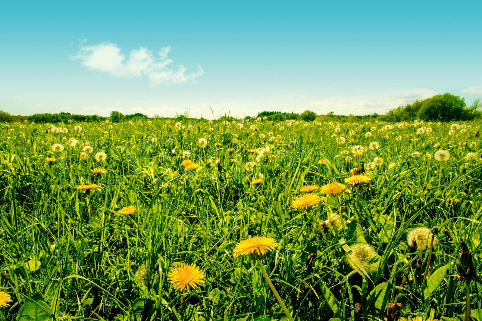 Landscape with dandelion field | Stock image | Colourbox